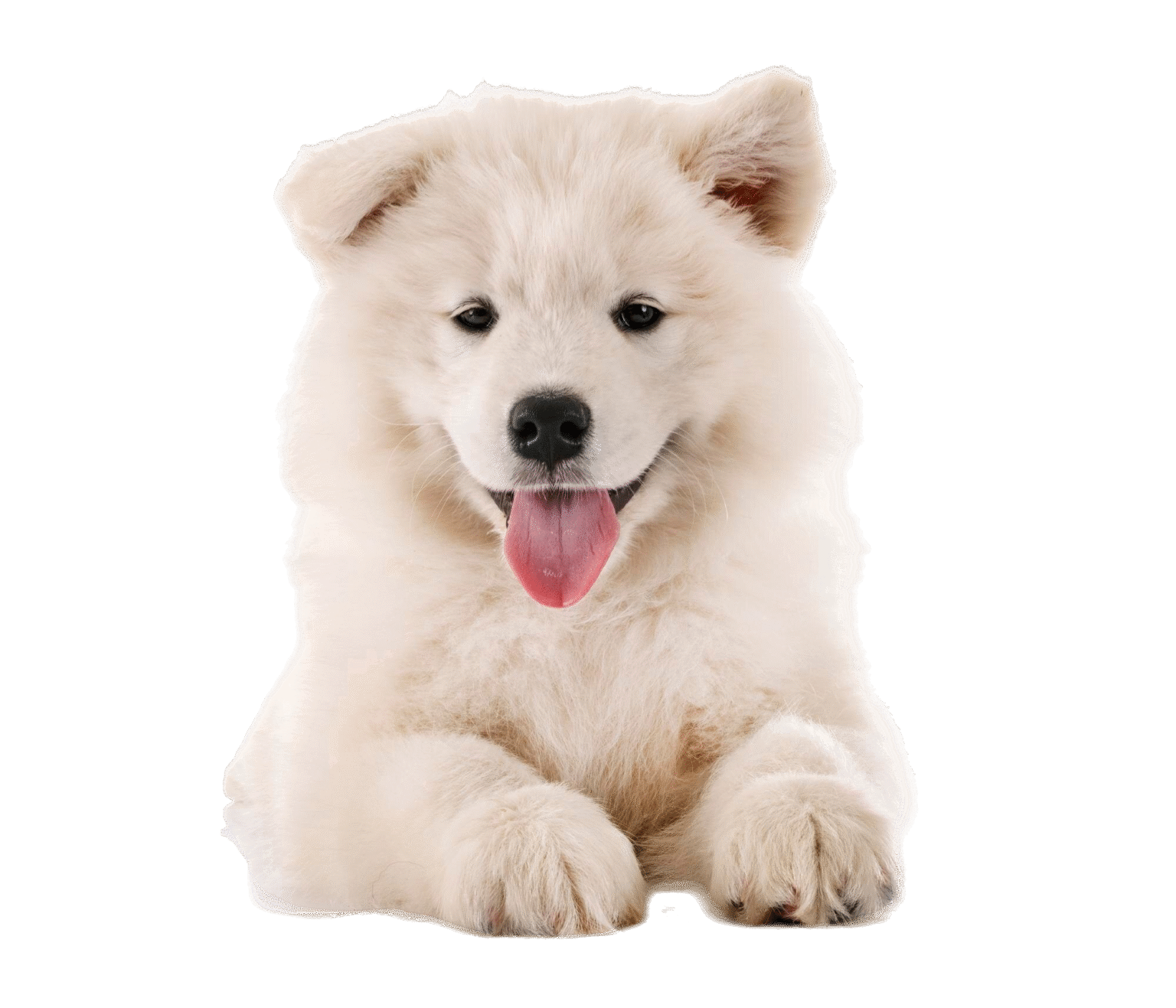 Airdrie Pet Cremation – Compassionate Pet Aftercare in AB